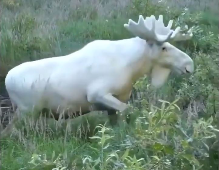 moose – CITIZEN FREE PRESS