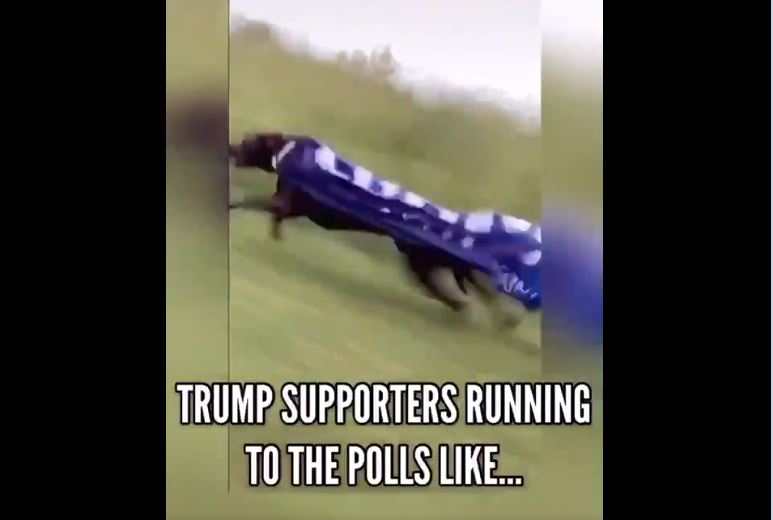 dog-trump-flag-2 – CITIZEN FREE PRESS