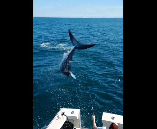 fish – CITIZEN FREE PRESS