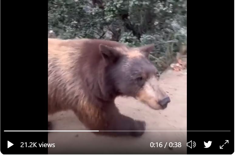 bear-3 – CITIZEN FREE PRESS