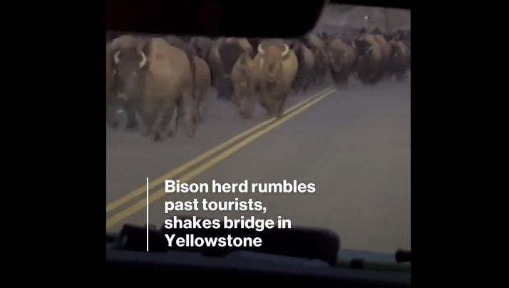 bison – CITIZEN FREE PRESS