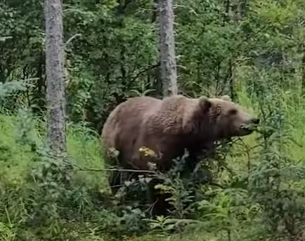 bear alaska – CITIZEN FREE PRESS